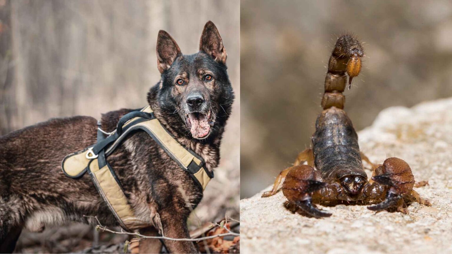 7 Best Guard Dog Breeds For Protection Against Scorpions