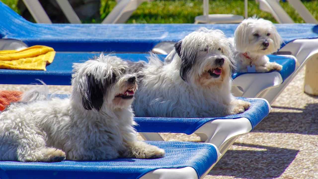 7 Best Small Curly Haired Dog Breeds - Ethawi.com