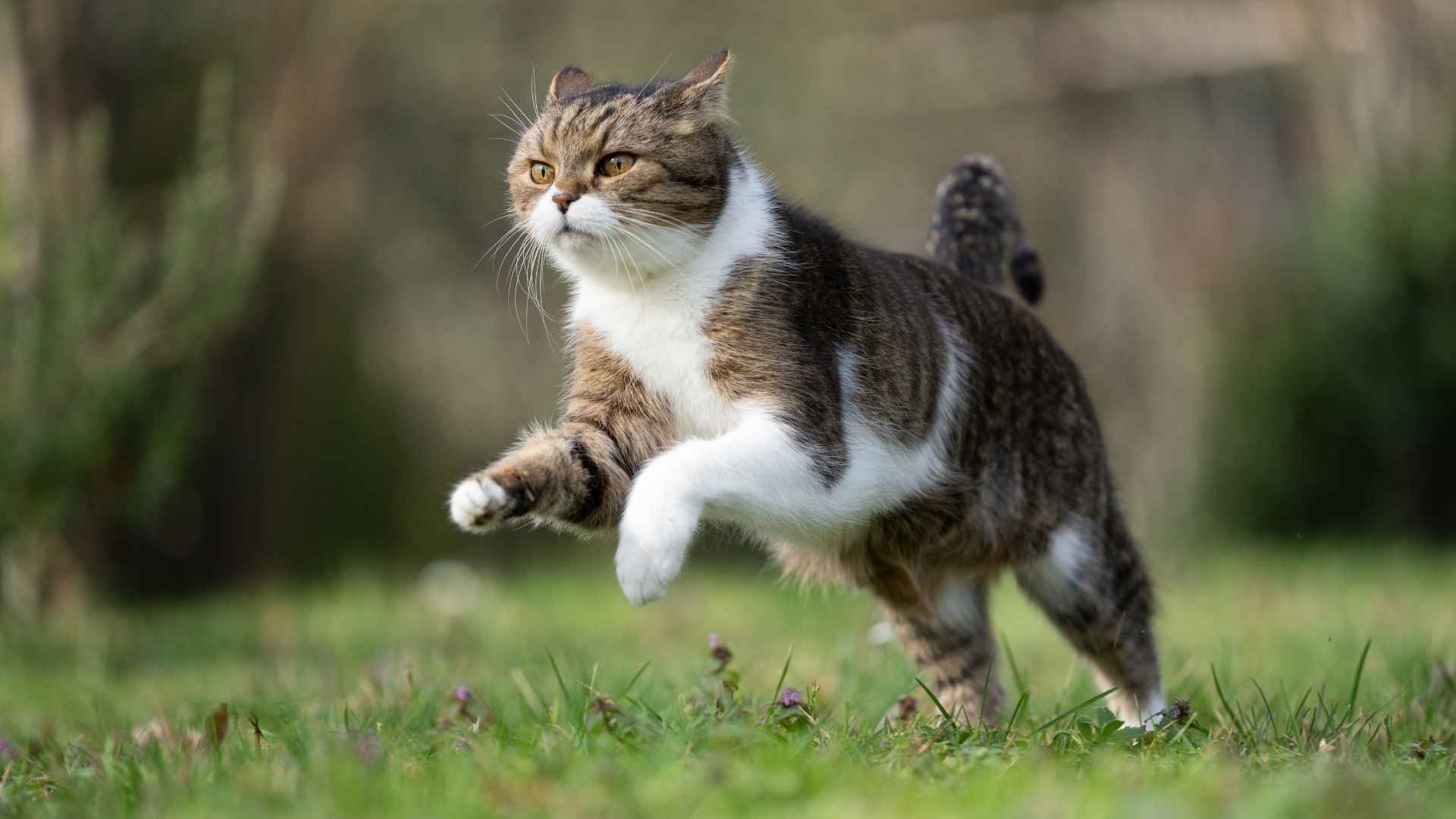 10 Hyper Cat Breeds That Never Seem To Sit Still! - Ethawi.com