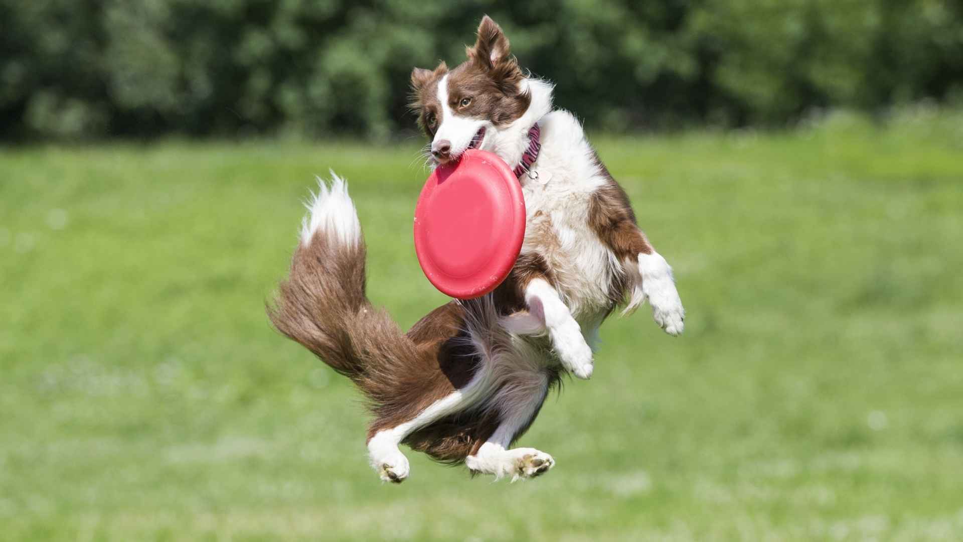 10 Hyperactive Dog Breeds For Active And Engaged Owners - Cerfiem.com