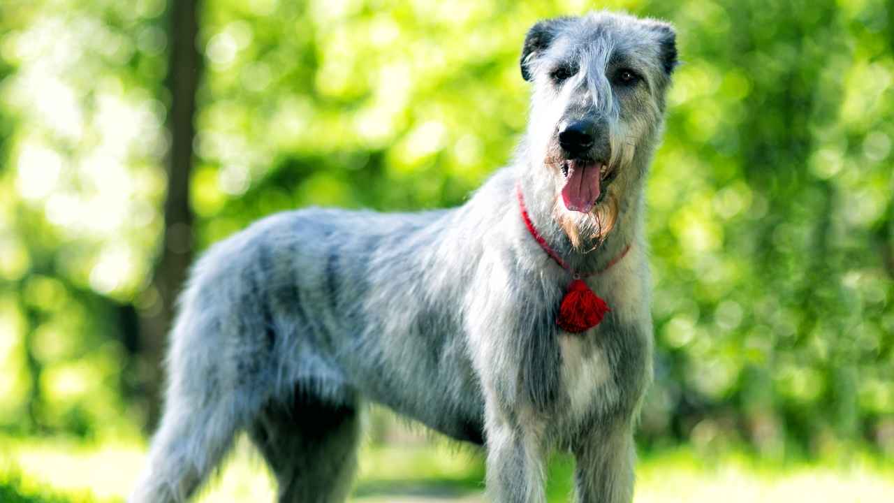 Irish Wolfhound Vs. English Mastiff: Key Differences - Tededer.com
