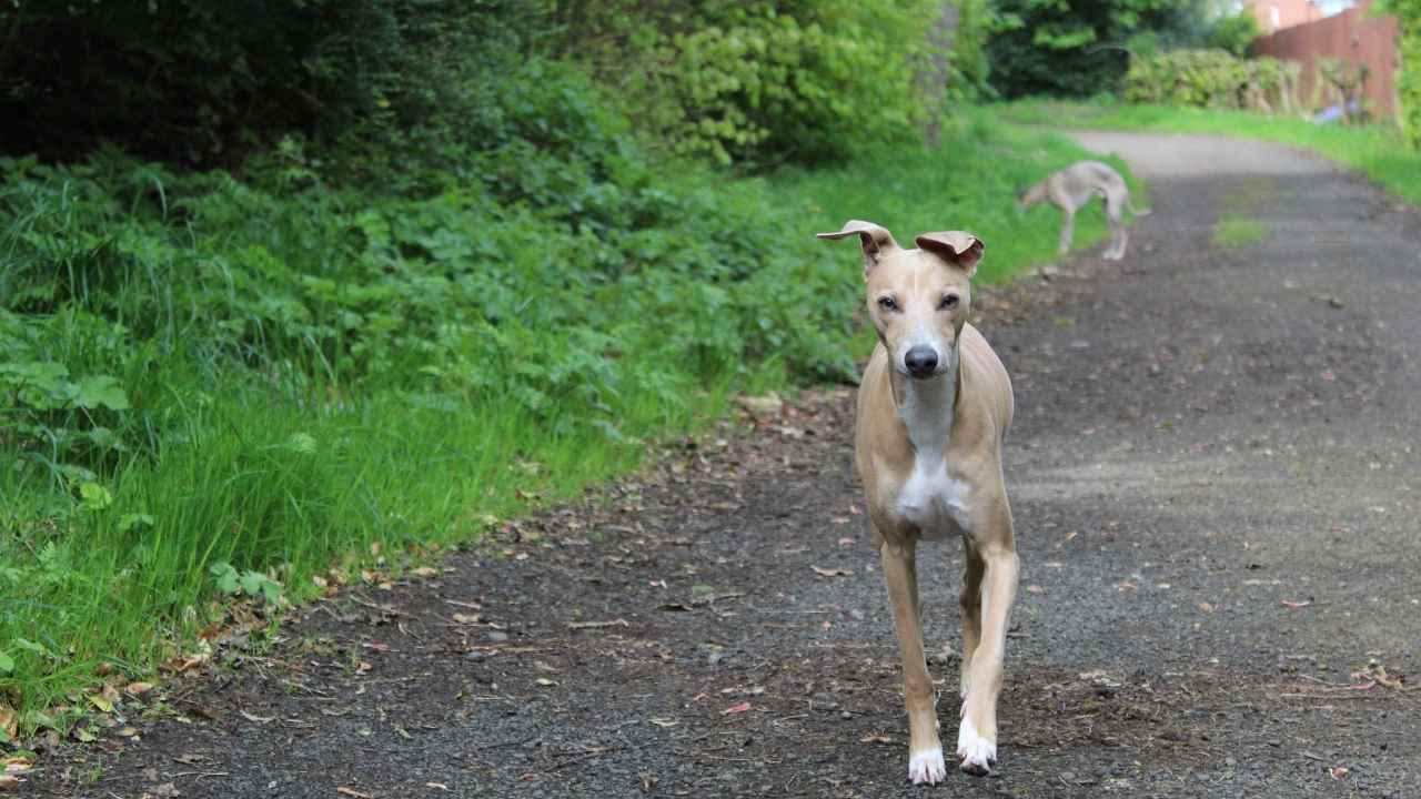 Whippet Vs. Italian Greyhound: Finding The Perfect Fit - Ethawi.com