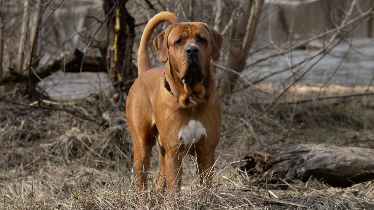 7 Strongest Fighting Dog Breeds In History