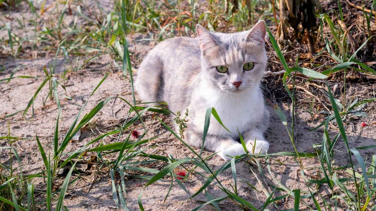 9 Cat Breeds With Unusual Origins