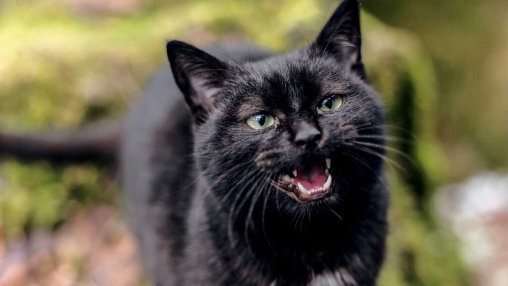 7 Different Cat Eye Colors & Their Fascinating Origins - Tededer.com
