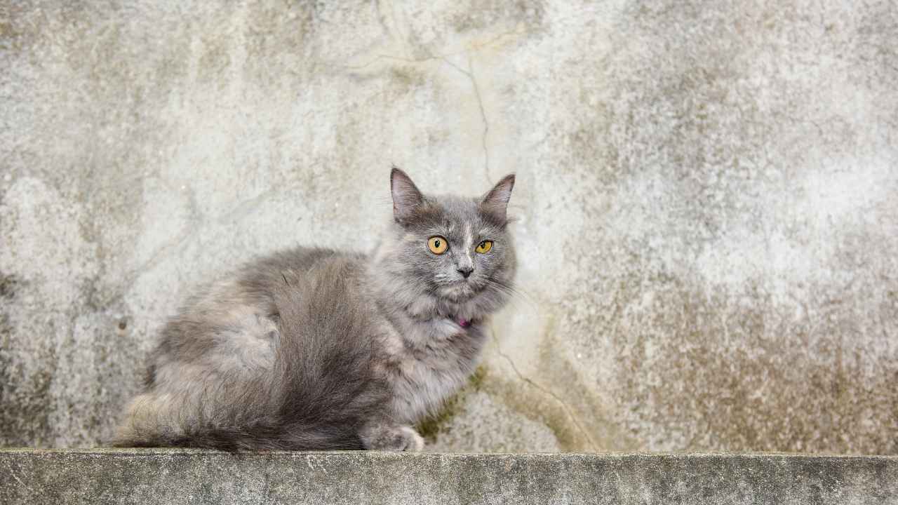10 Most Silliest Cat Breeds Ever That Are Pure, Furry Chaos - Ethawi.com