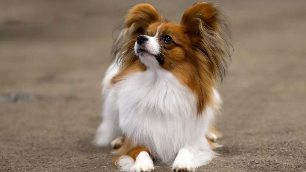 7 Best Small Furry Dog Breeds That Are Fluffy And Adorable - Avesei.com