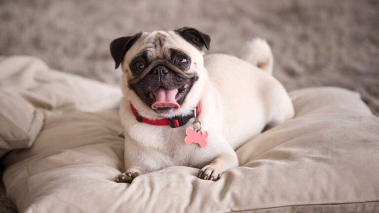 7 Best Small Dog Breeds That Love Being Inside All Day