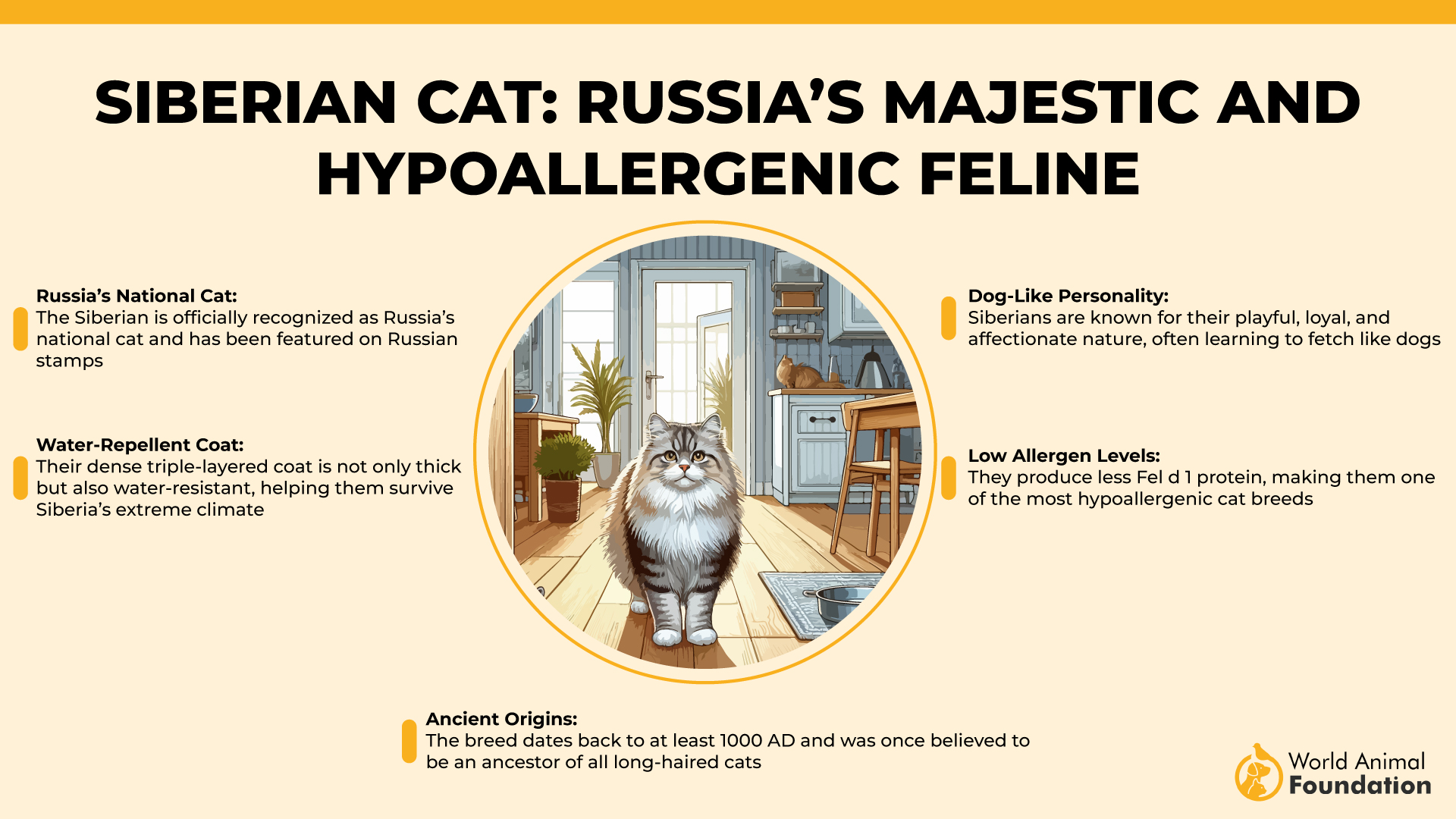 9 Muscular Cat Breed That Showcase Strength And Elegance - Ethawi.com