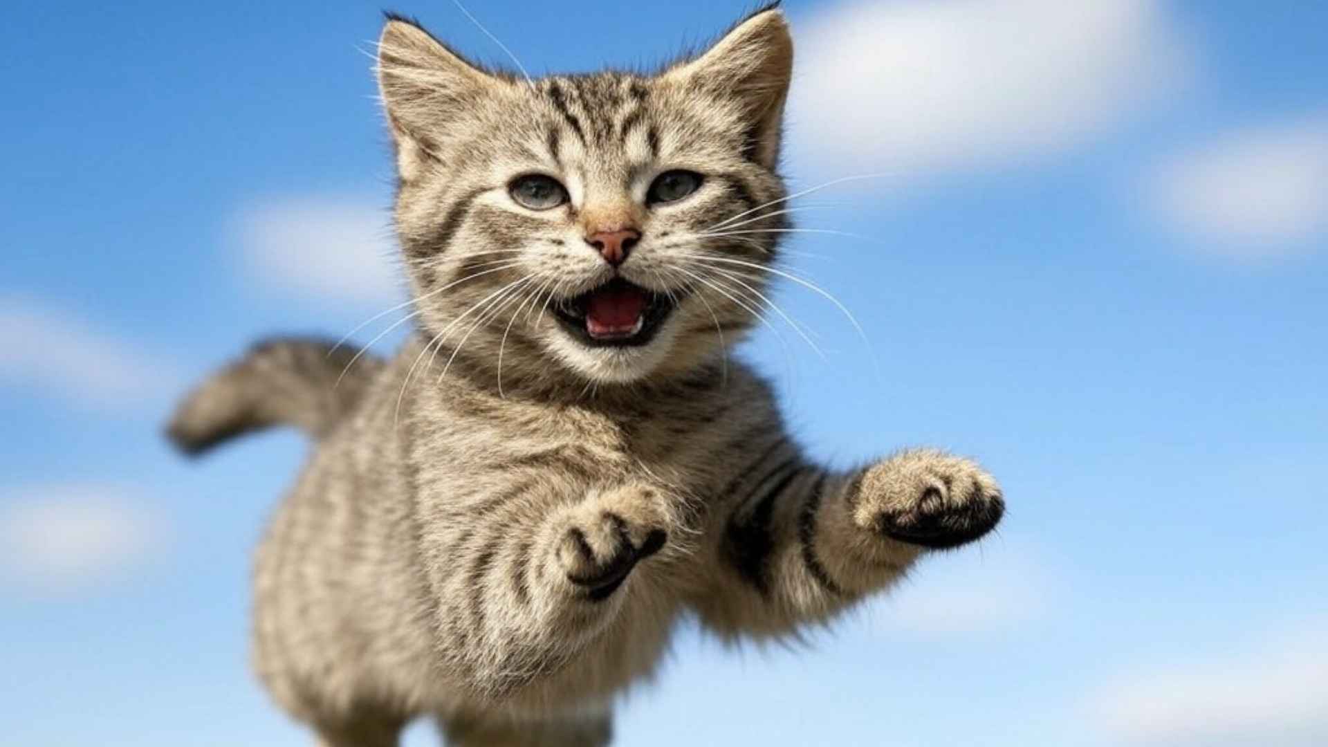 10 Most Silliest Cat Breeds Ever That Are Pure, Furry Chaos - Cerfiem.com