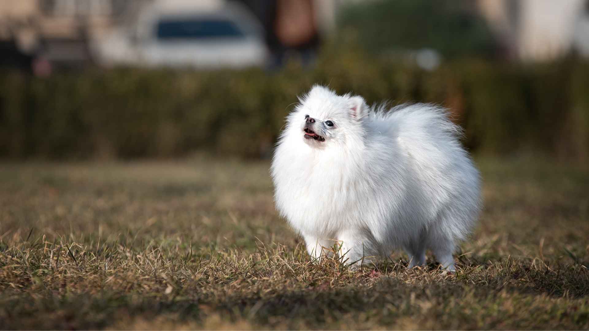 7 Best Small Furry Dog Breeds That Are Fluffy And Adorable - Ethawi.com