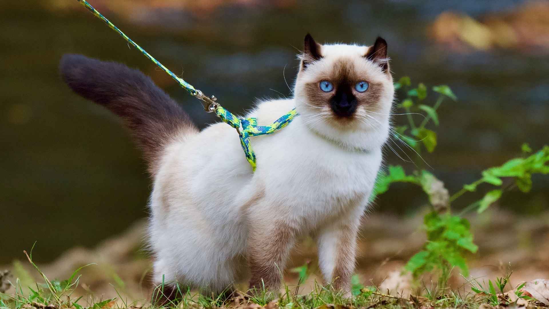 Sophisticated Cat