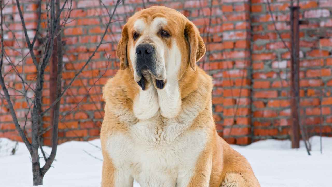 7 Guard Dog Breeds For Protection Against Donkeys - Tededer.com