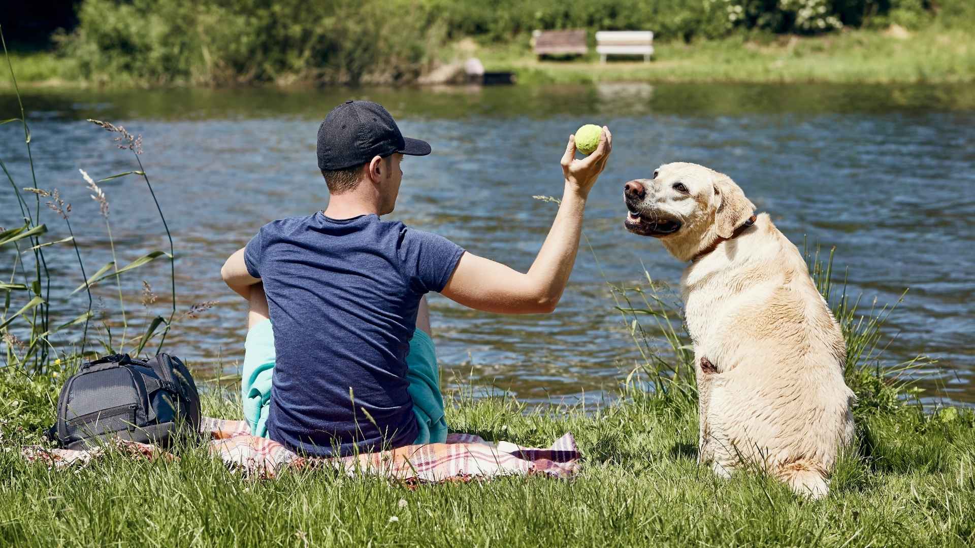 9 Best Summer Dog Breeds For Fun In The Sun - Tededer.com
