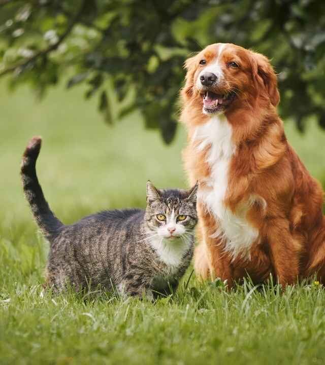 15 Healthiest Small Dog Breeds For Your Family