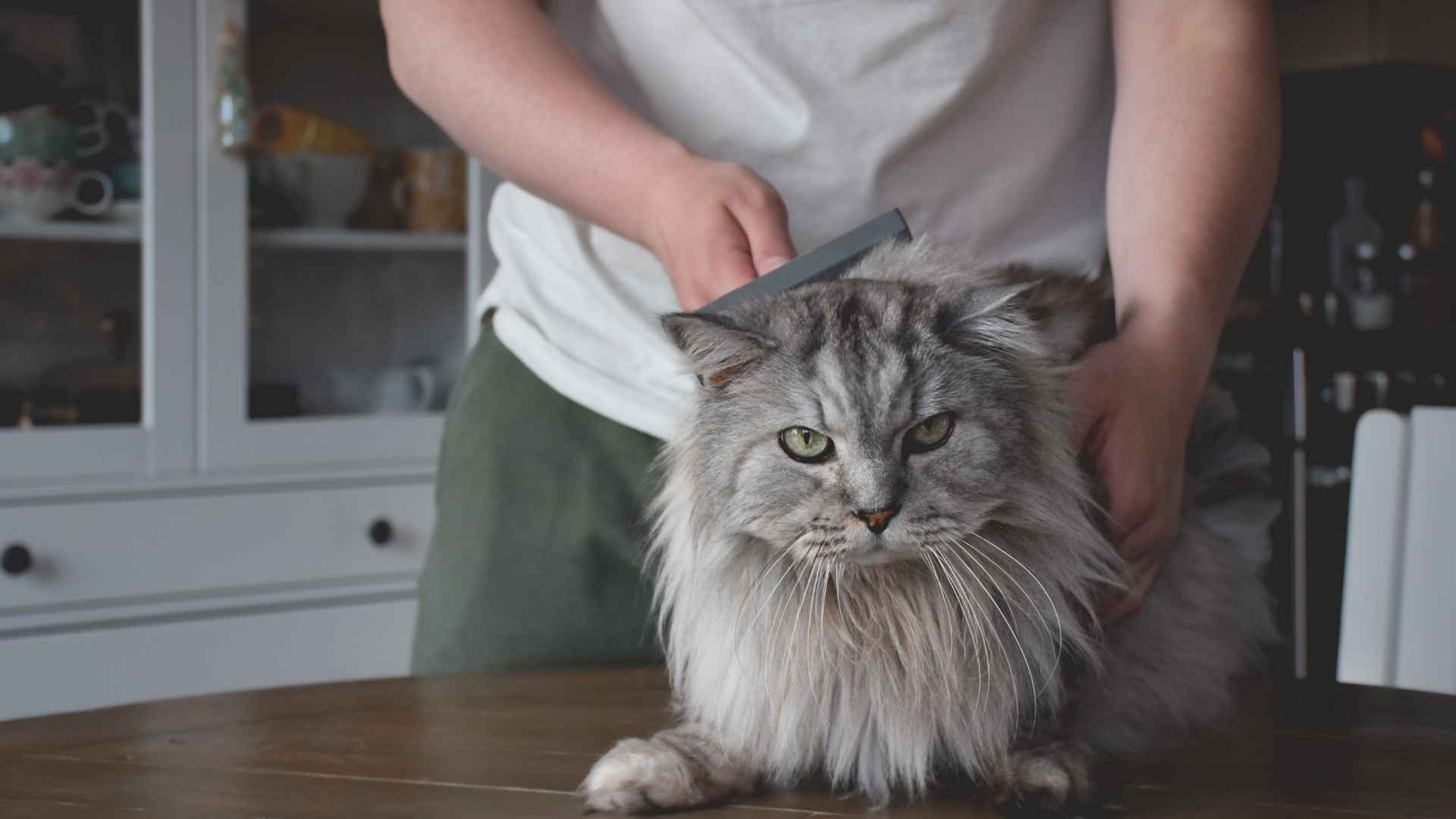 7 Cat Breeds That Shed A Lot – Is Your Kitty On The List? - Ethawi.com