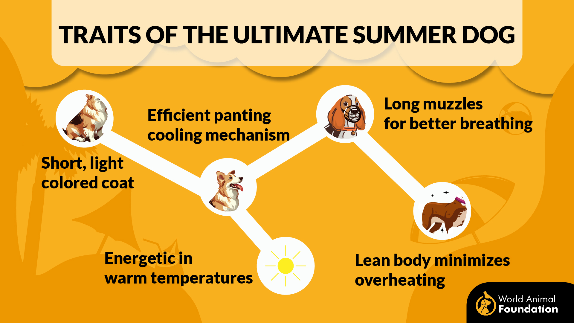 9 Best Summer Dog Breeds For Fun In The Sun - Tededer.com