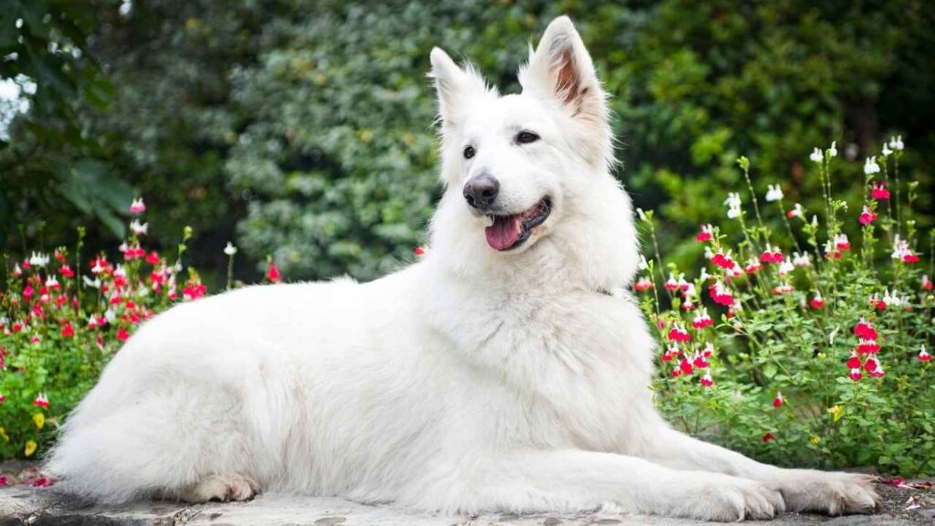 Top 7 White Guard Dog Breeds For Reliable Protection - Tededer.com