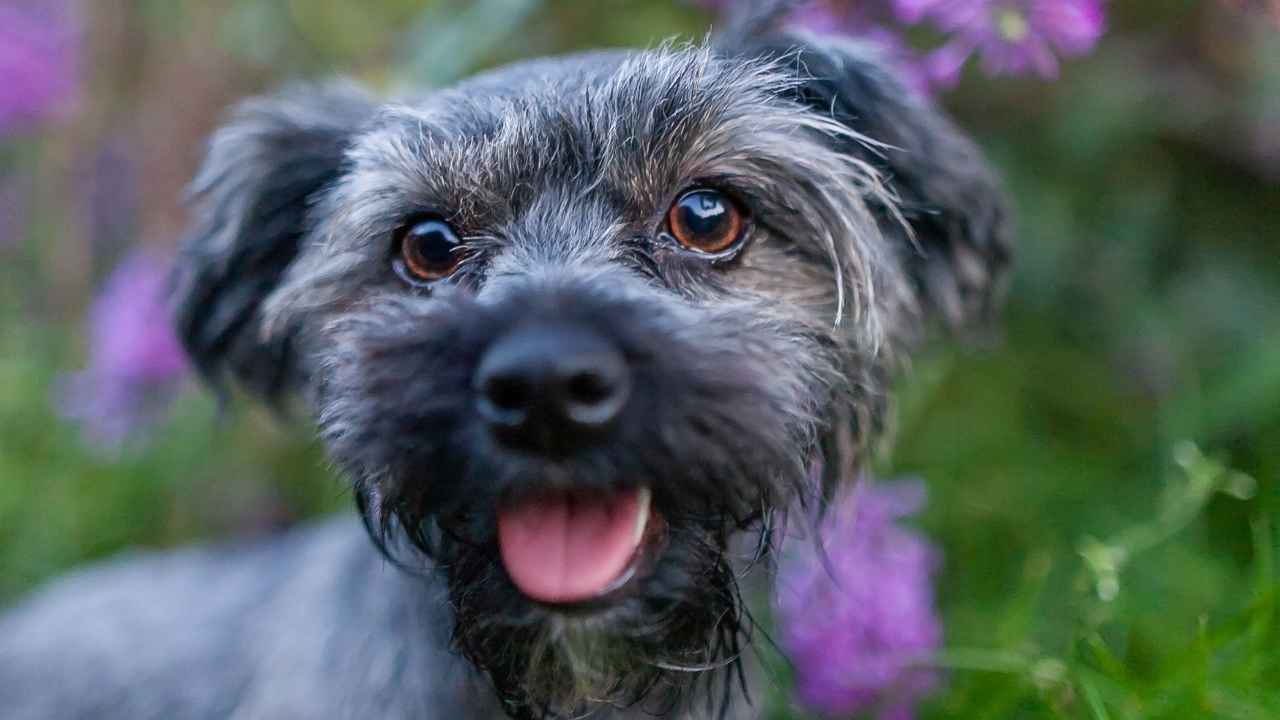 7 Best Small Curly Haired Dog Breeds - Ethawi.com