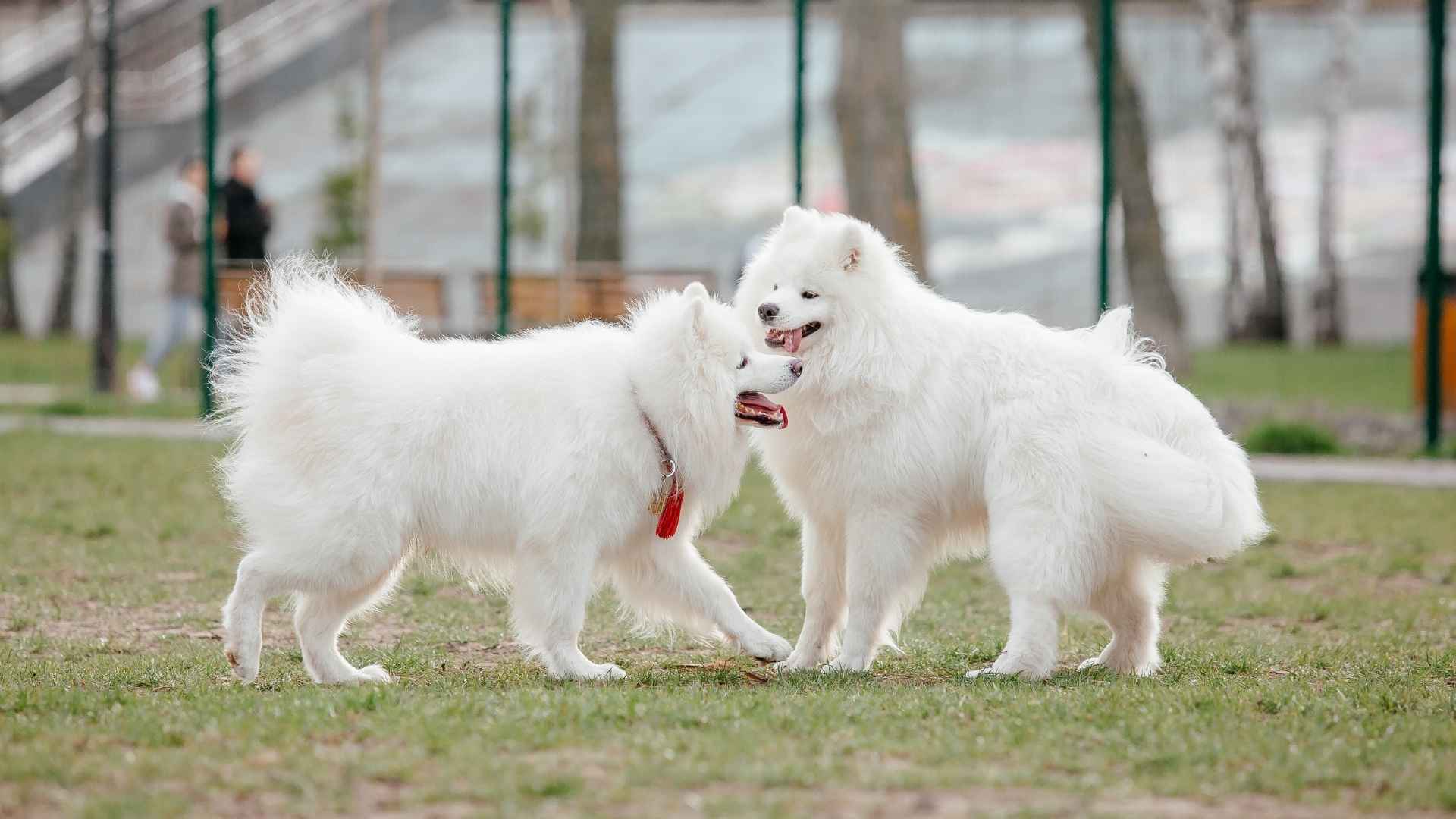 7 Huge White Dog Breeds That Look Like Living Polar Bears - Cerfiem.com