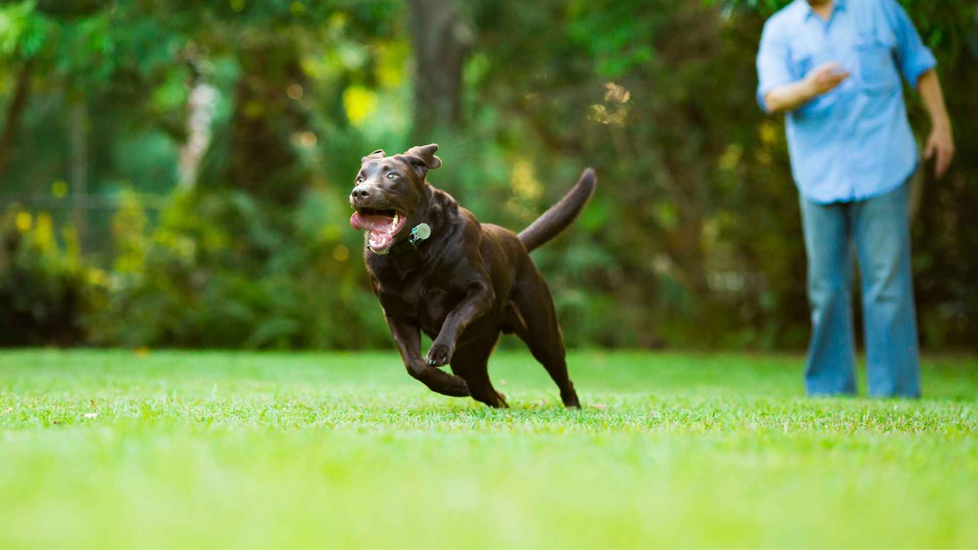 Top 10 Most Hyper Dog Breeds Perfect For Active Owners - Ethawi.com