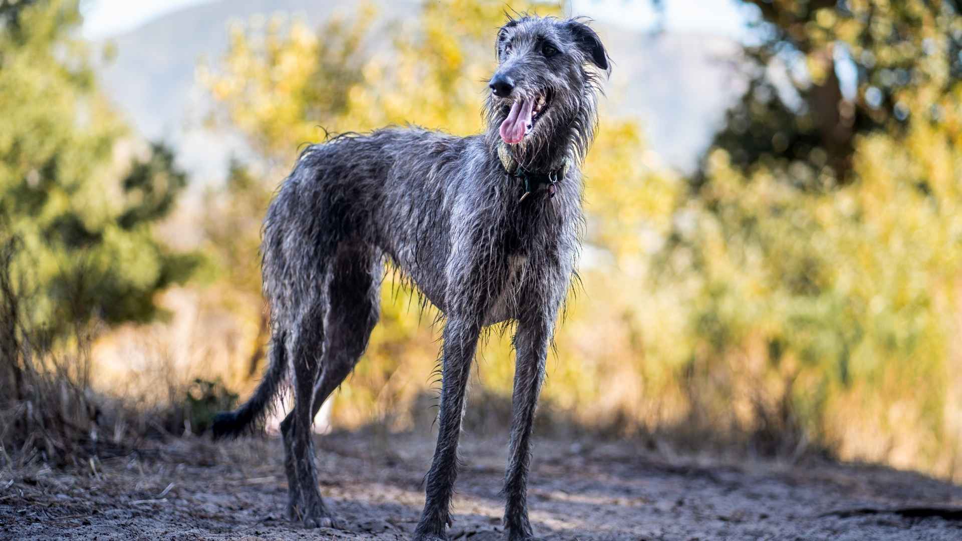 7 Most Interesting Dog Breeds In The World - Ethawi.com