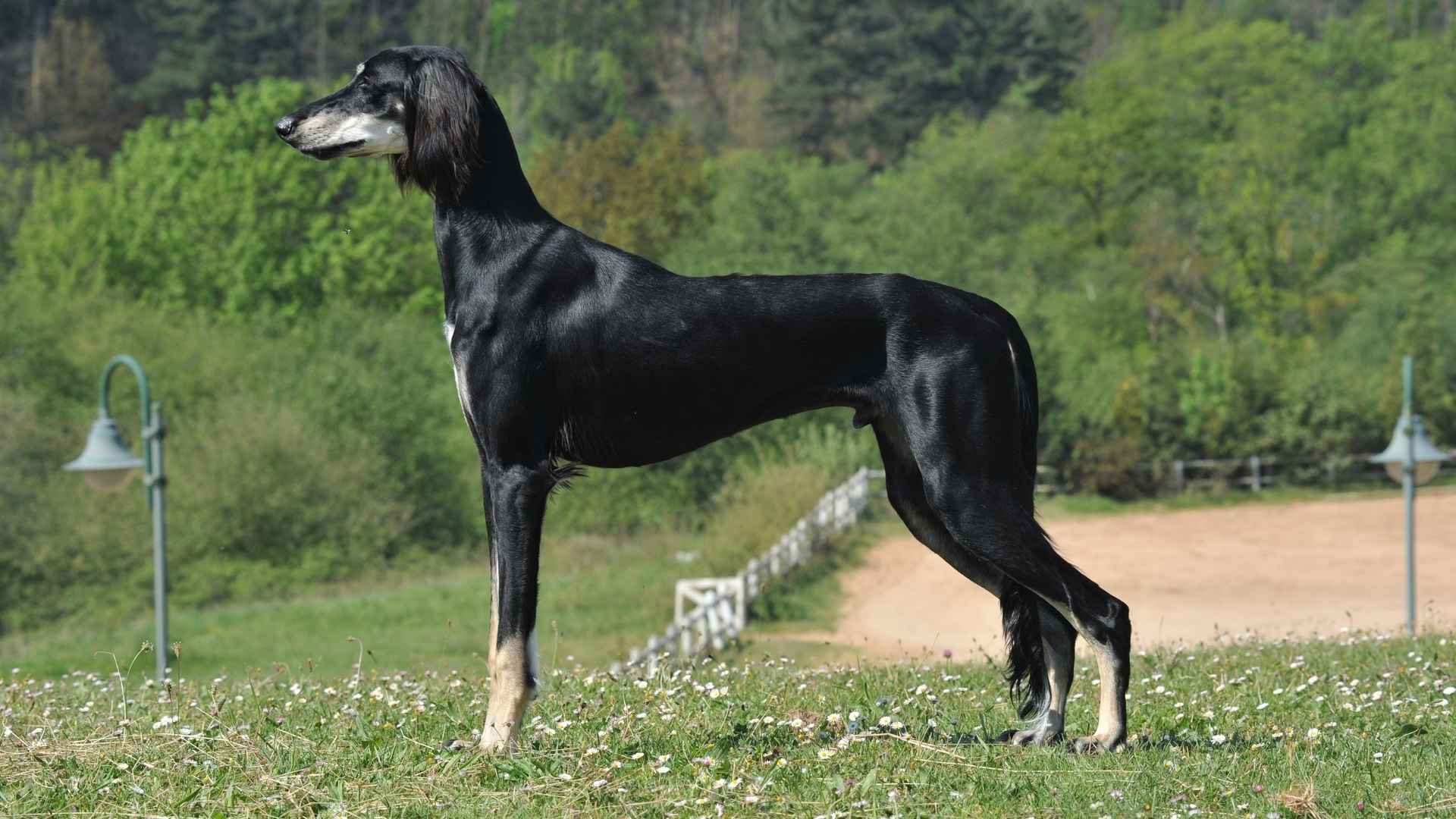 Black Skinny Dogs The Houndsuit – Skinny Dog Collective