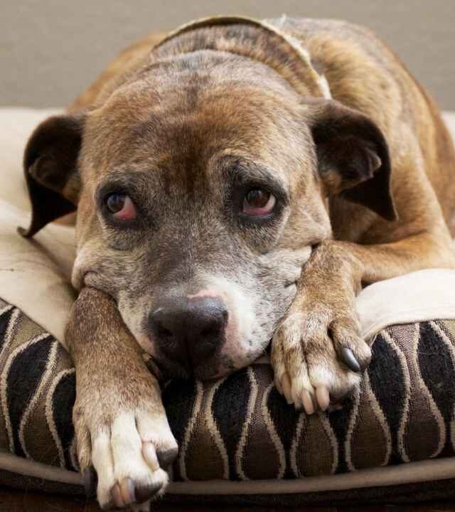 17 Most Affectionate Dog Breeds Known For Their Cuddles