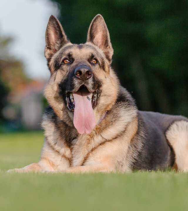 American Bully Dog Breed - Amazing Facts You Must Know!