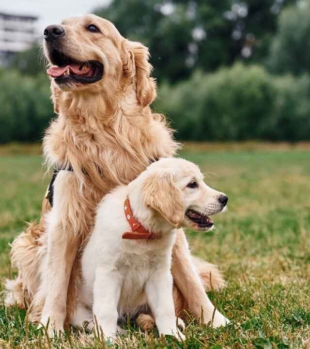 17 Scariest Dog Breeds With A Fierce Reputation