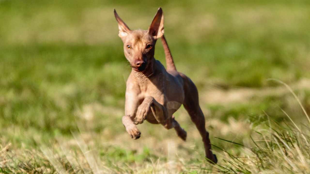 9 Unique Hairless Dog Breeds That Turn Heads Everywhere