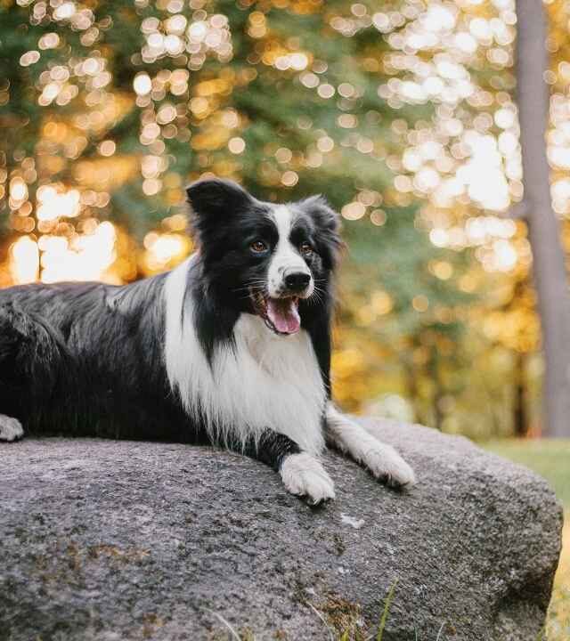 Types Of Spaniels: Get To Know 17 Spaniel Dog Breeds