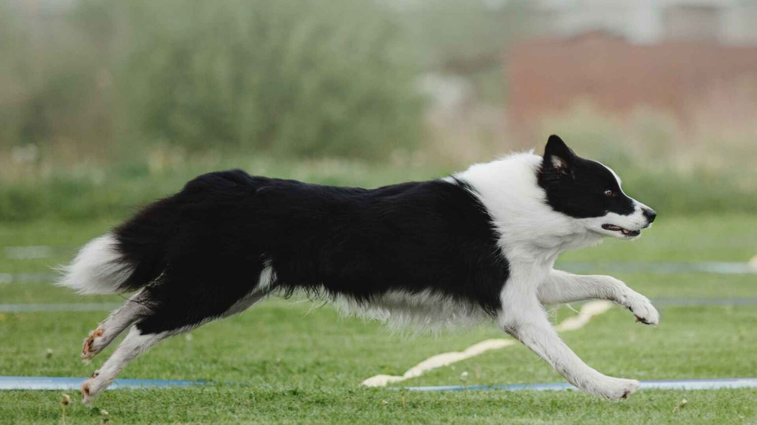 7 Most Athletic Dog Breeds Built For Speed