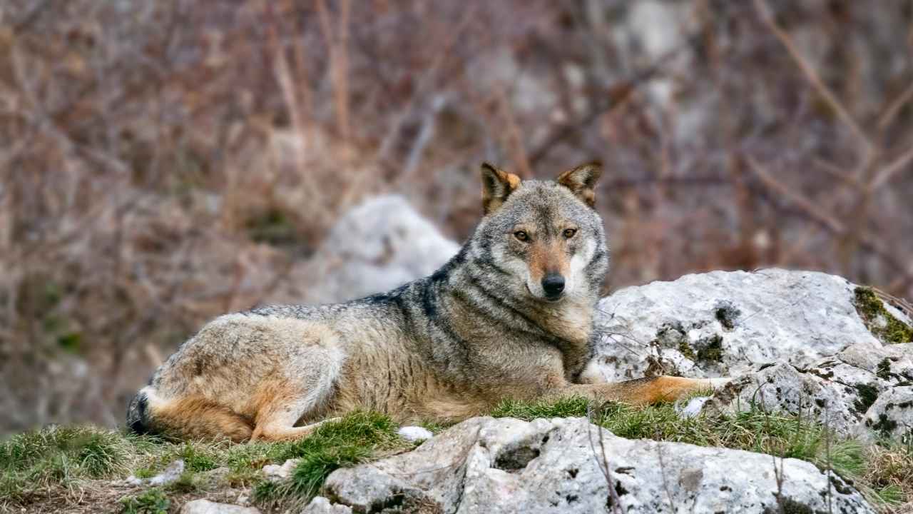 7 Best Wolf-Dog Hybrids Among Rare Dog Breeds