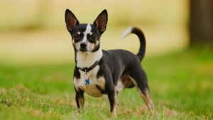 7 Best Small Guard Dog Breeds For Home Safety & Protection