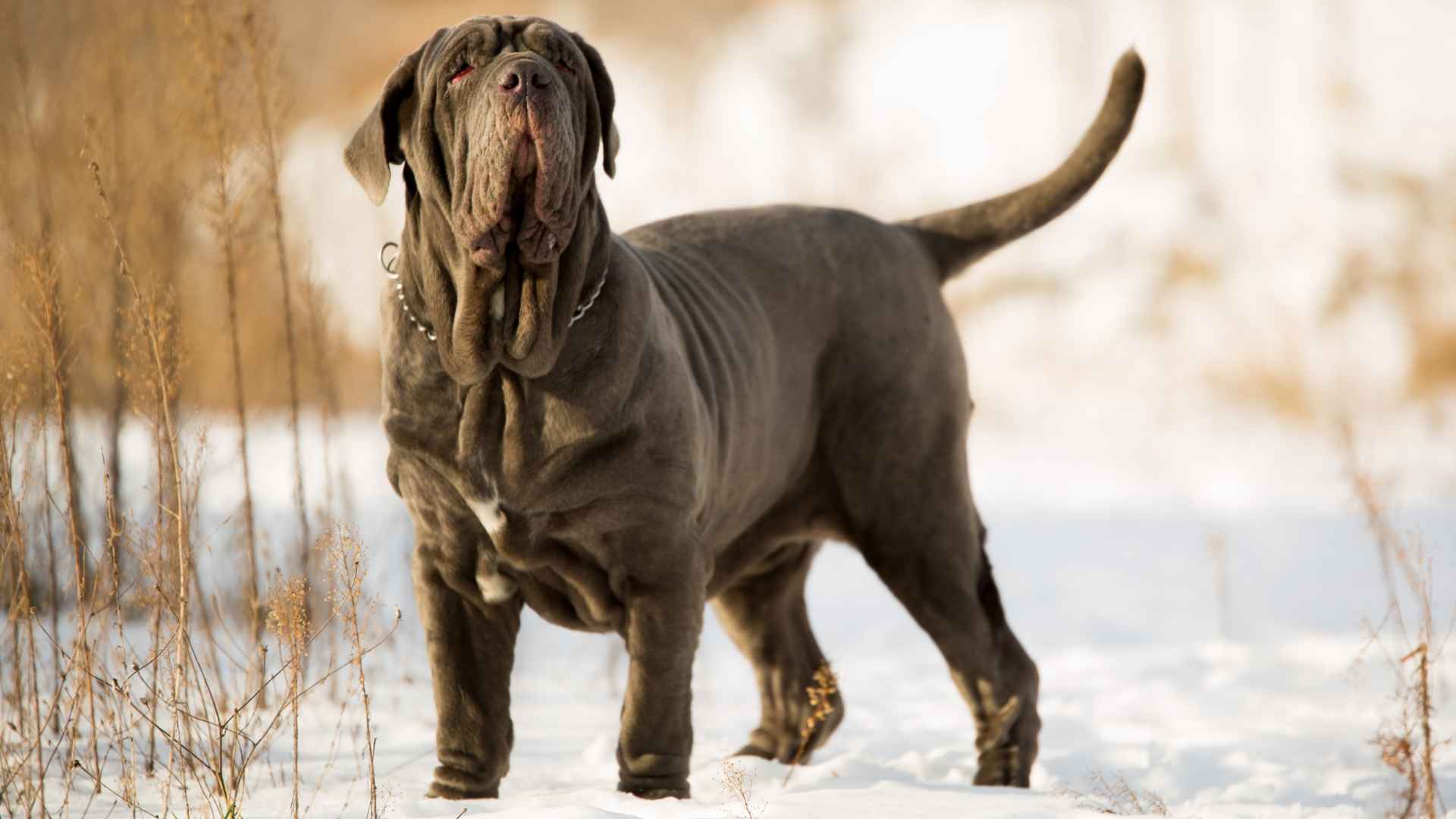 9 Heaviest Dog Breeds That Tip The Scales – Literally! - Avesei.com