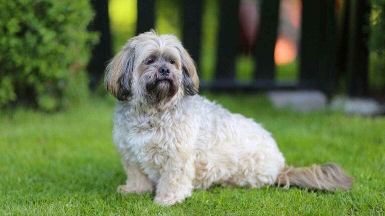 Top 10 Highly Trainable Dog Breeds For First-Time Owners