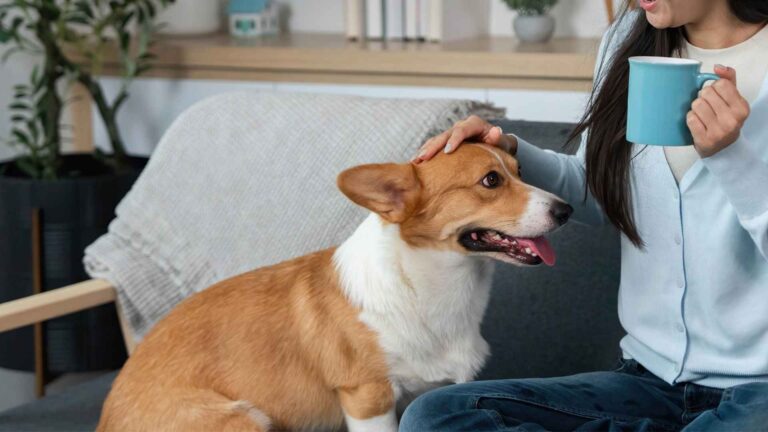 7 Best Introvert-Friendly Dog Breeds That Love Chilling