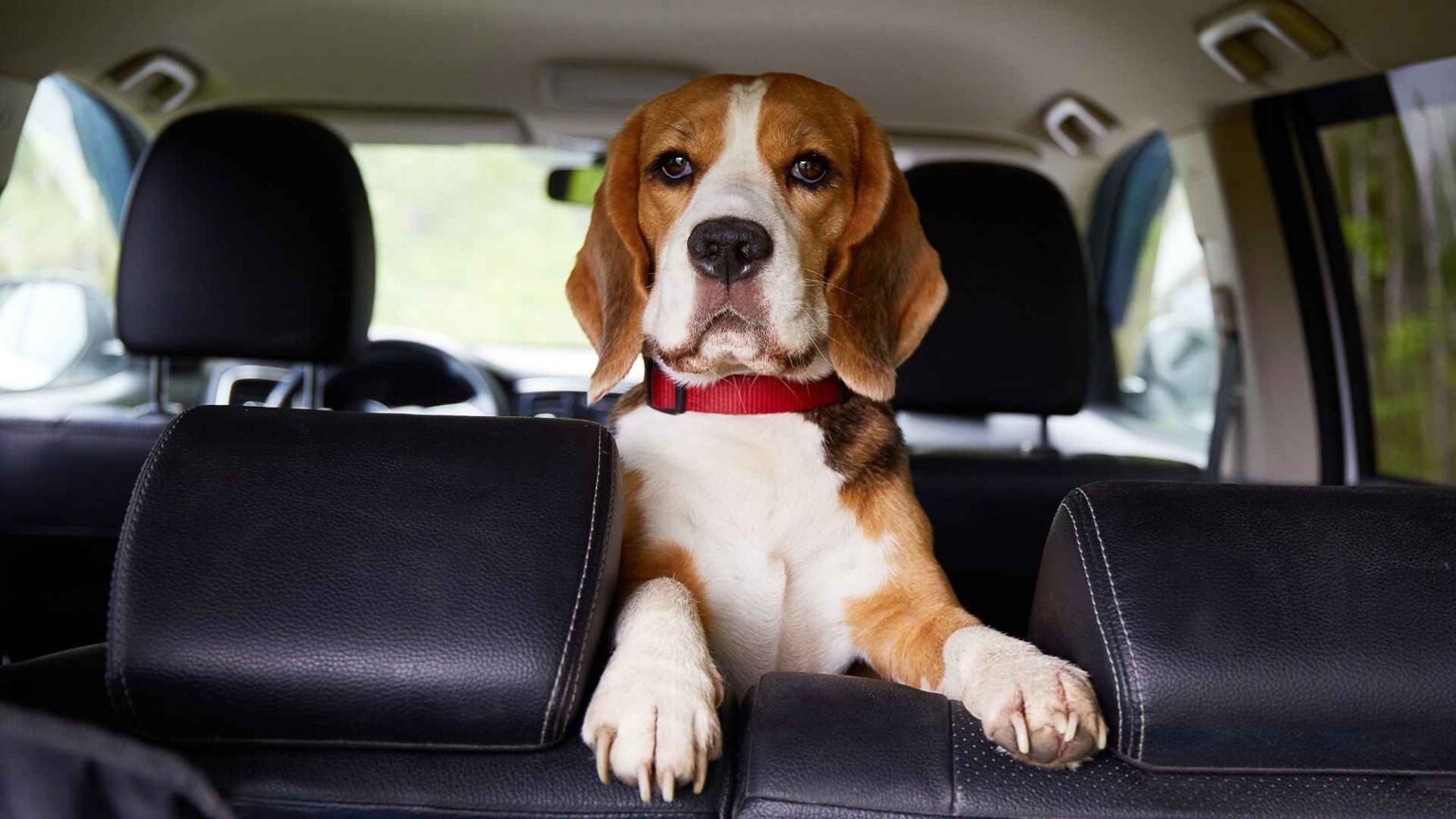 7 Car Sick Dog Breeds That Struggle With Car Rides