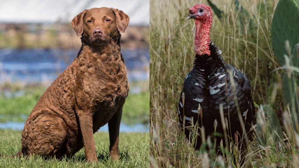 7 Dog Breeds That Catch Wild Turkeys Easily