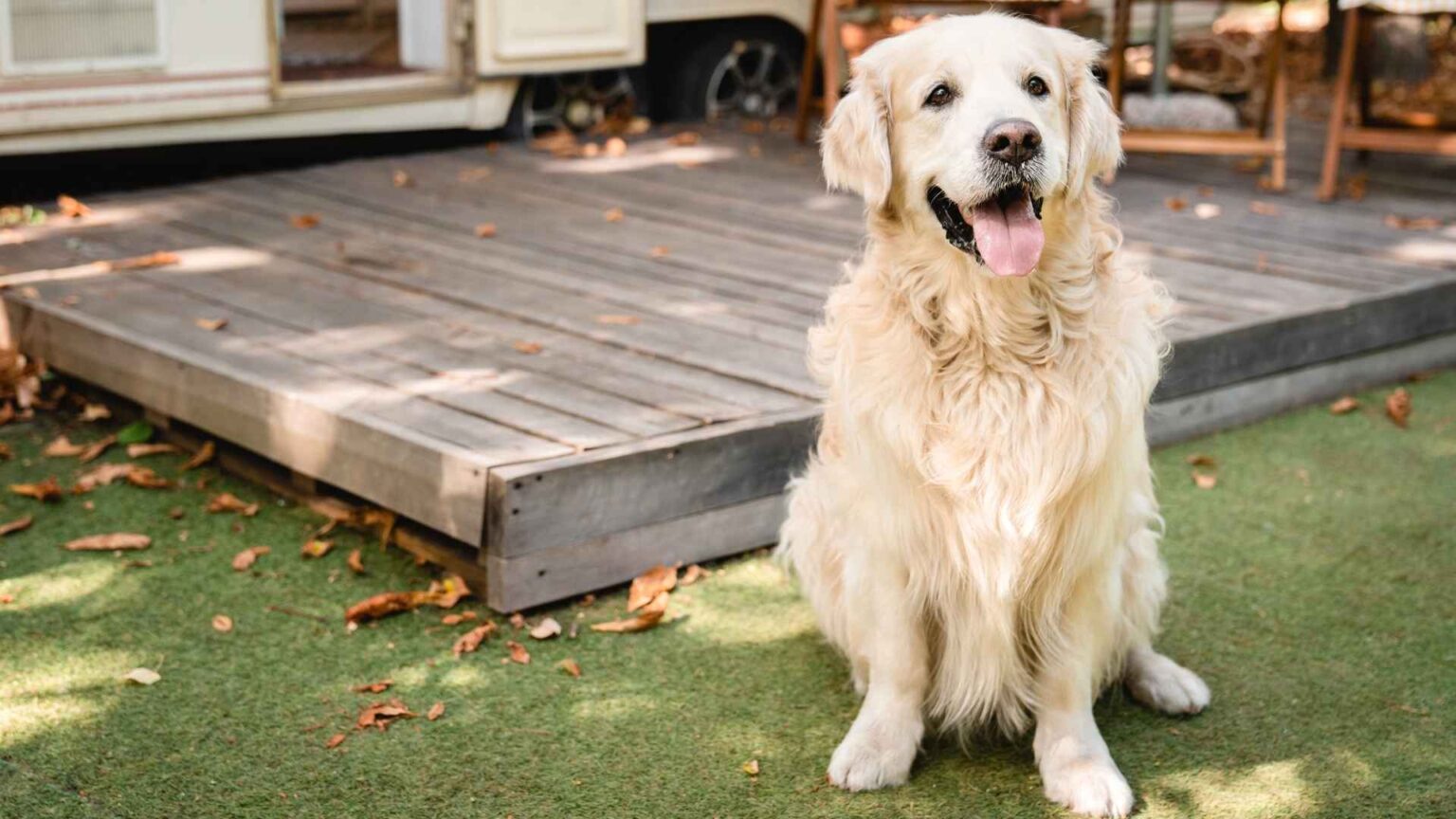 7 Adventurous Dog Breeds For Caravan Travelers