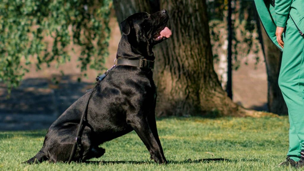 Top 7 Smartest Large Guard Dog Breeds: Loyal Protectors