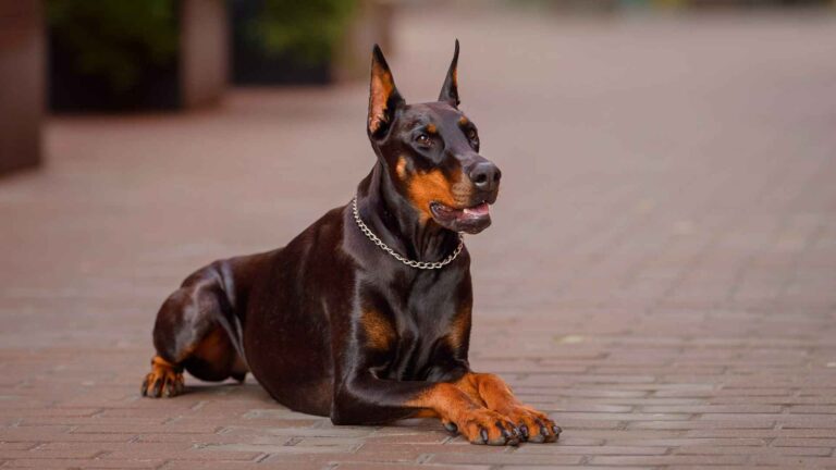 9 Brave Dog Breeds With Protective Instincts