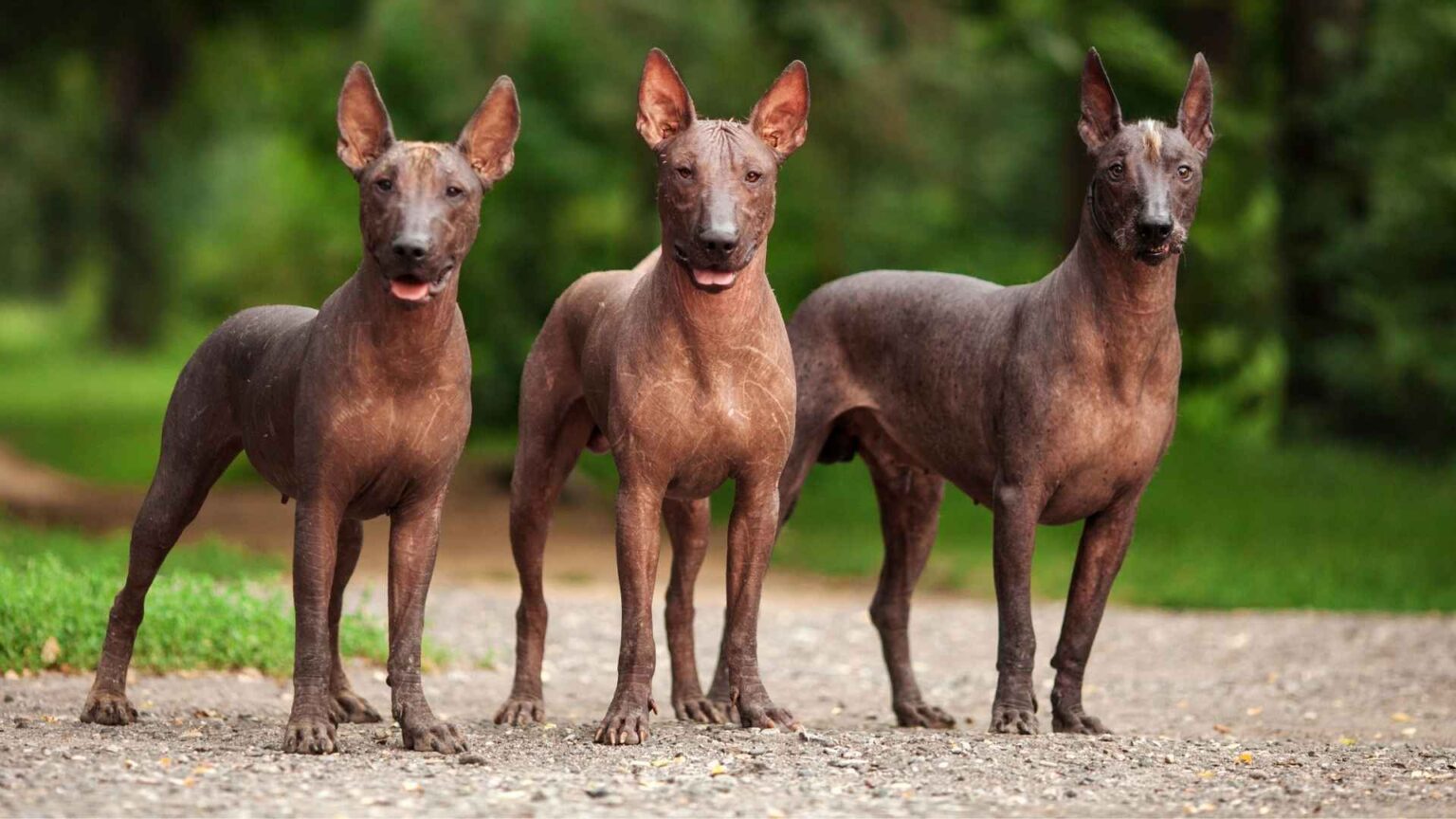 9 Unique Hairless Dog Breeds That Turn Heads Everywhere