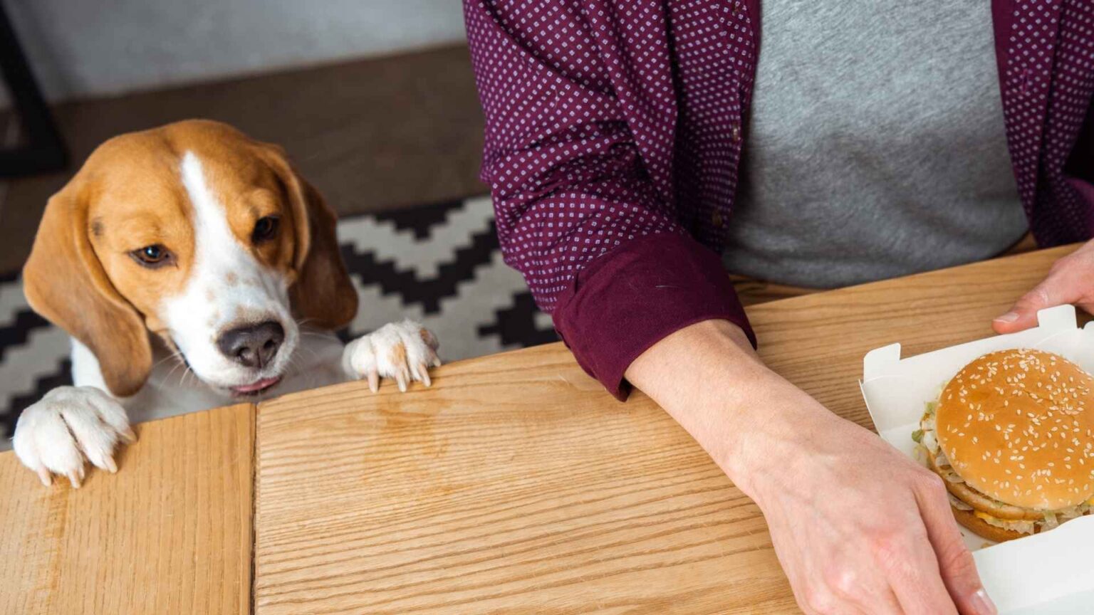 9 Sneaky Dog Breeds That Will Steal Your Snacks
