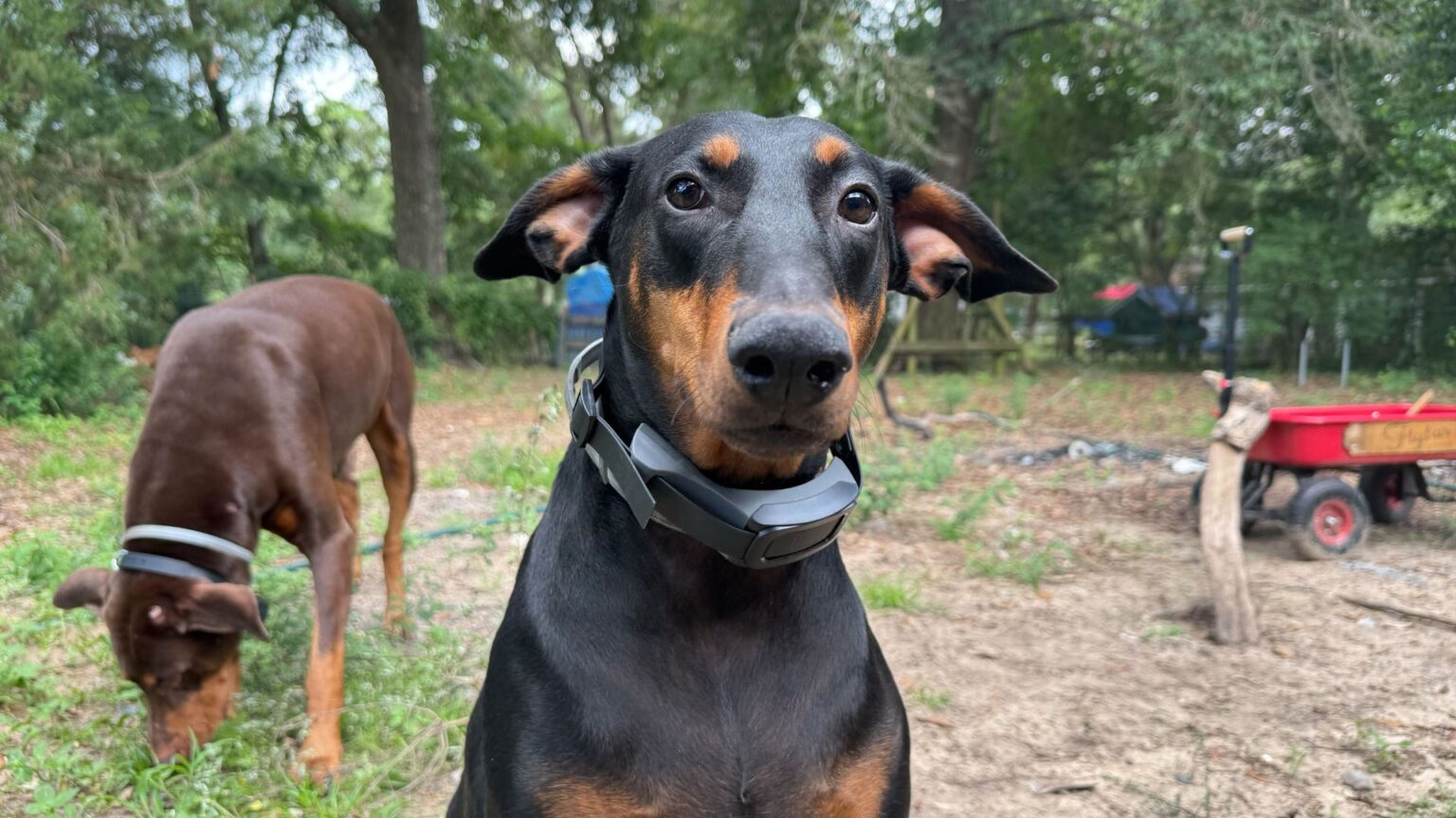 Best GPS Dog Fence [Hands-On Tested In July 2025]
