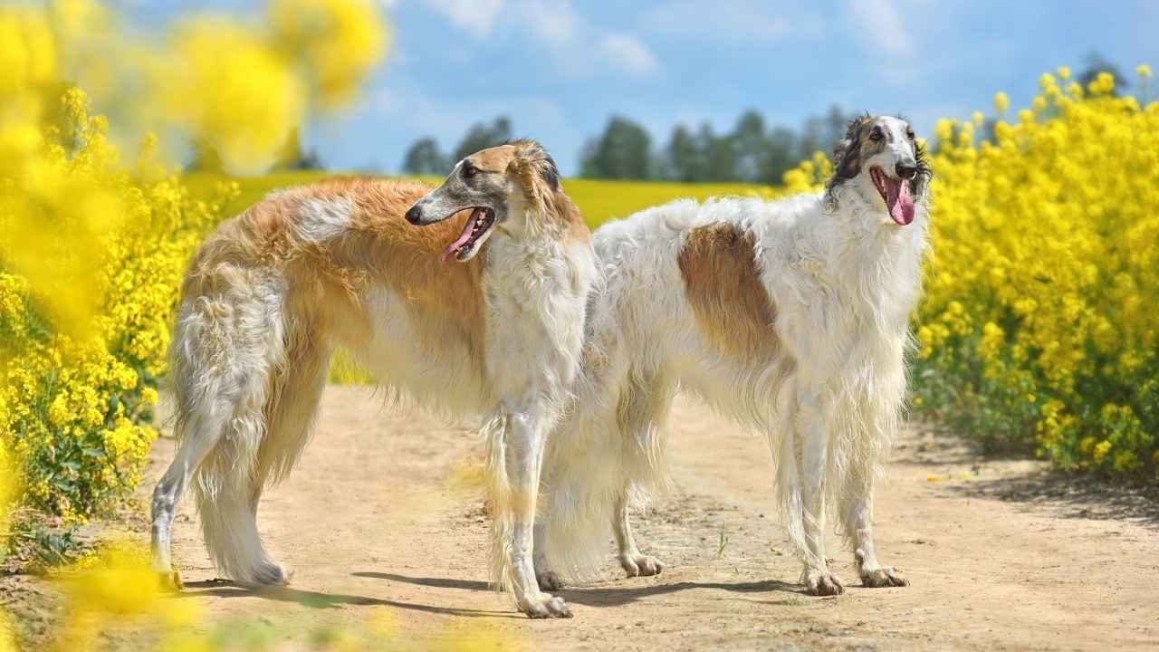 Top 10 Coolest Dog Breeds For Those Who Love Originality