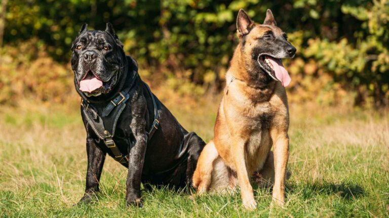 7 Dog Breeds That Act Like Bodyguards: Personal Protection