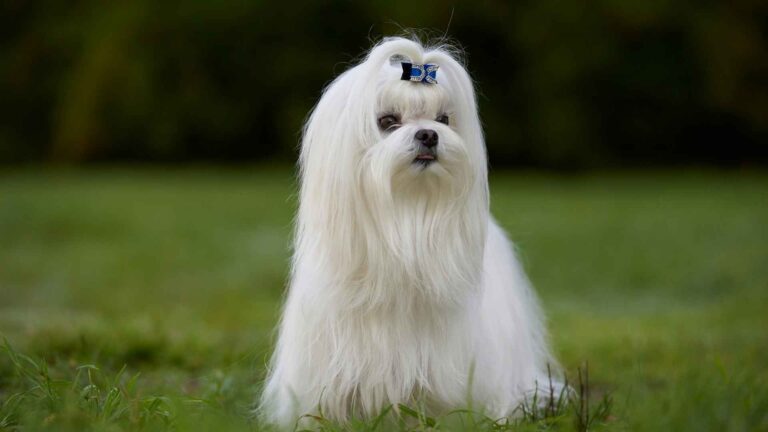 10 Most Popular Small Dog Breeds For Every Lifestyle