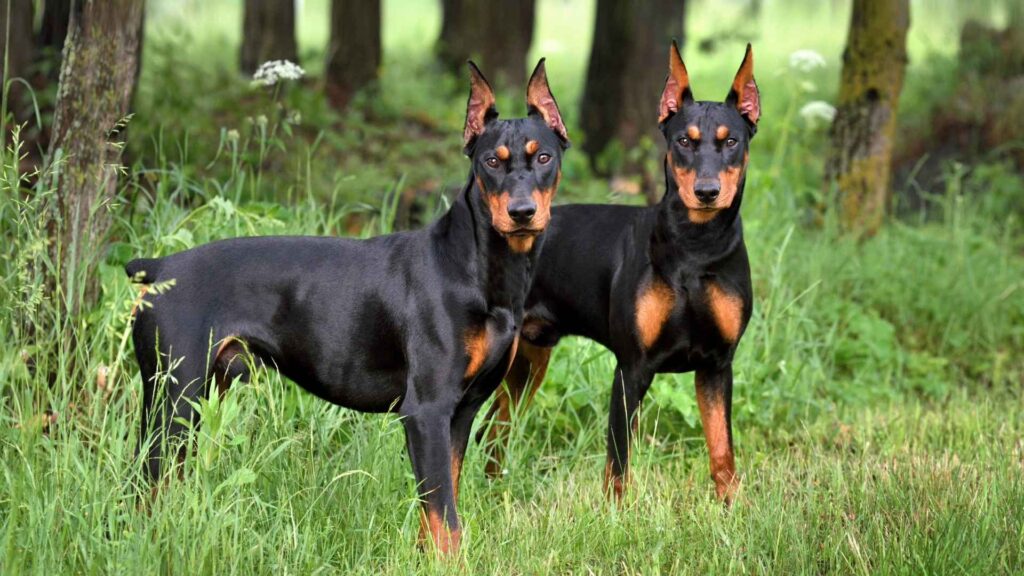 7 Dog Breeds That Hunt Snakes Naturally